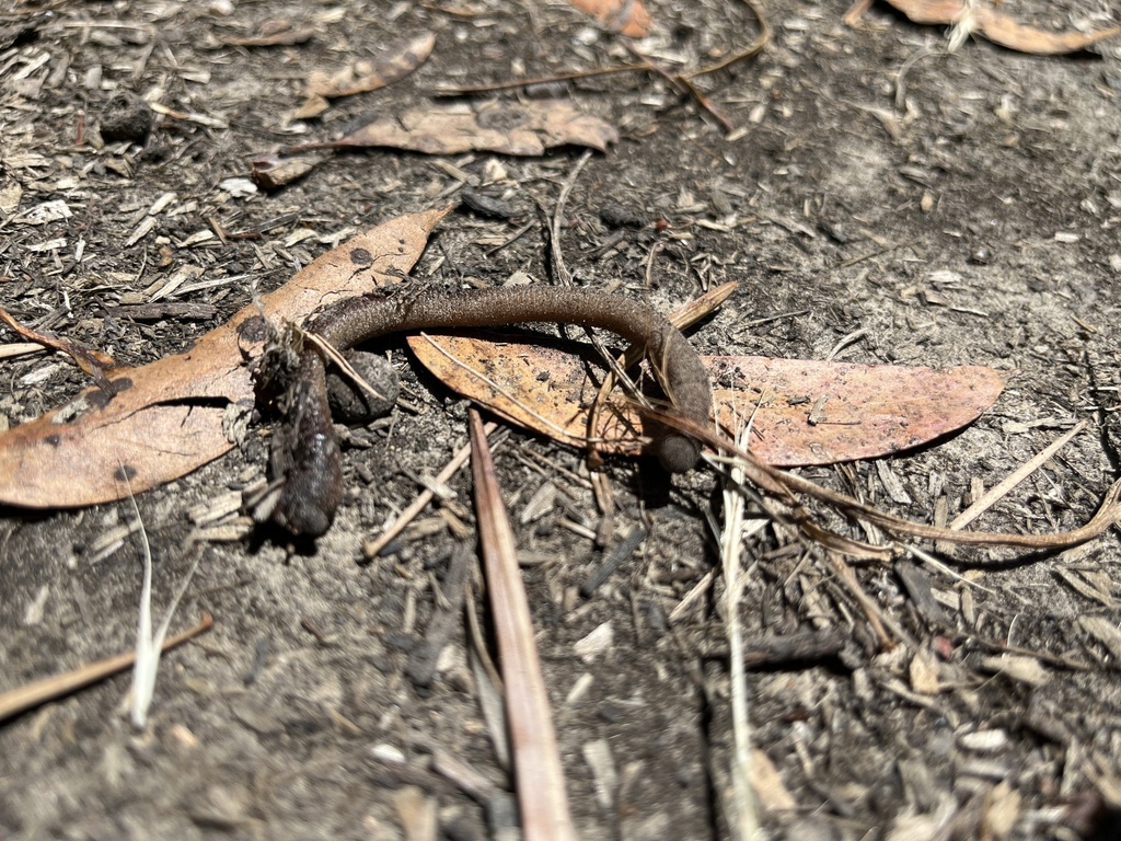 Segmented Worms from Linwood Ave, Aldgate, SA, AU on January 19, 2024 ...