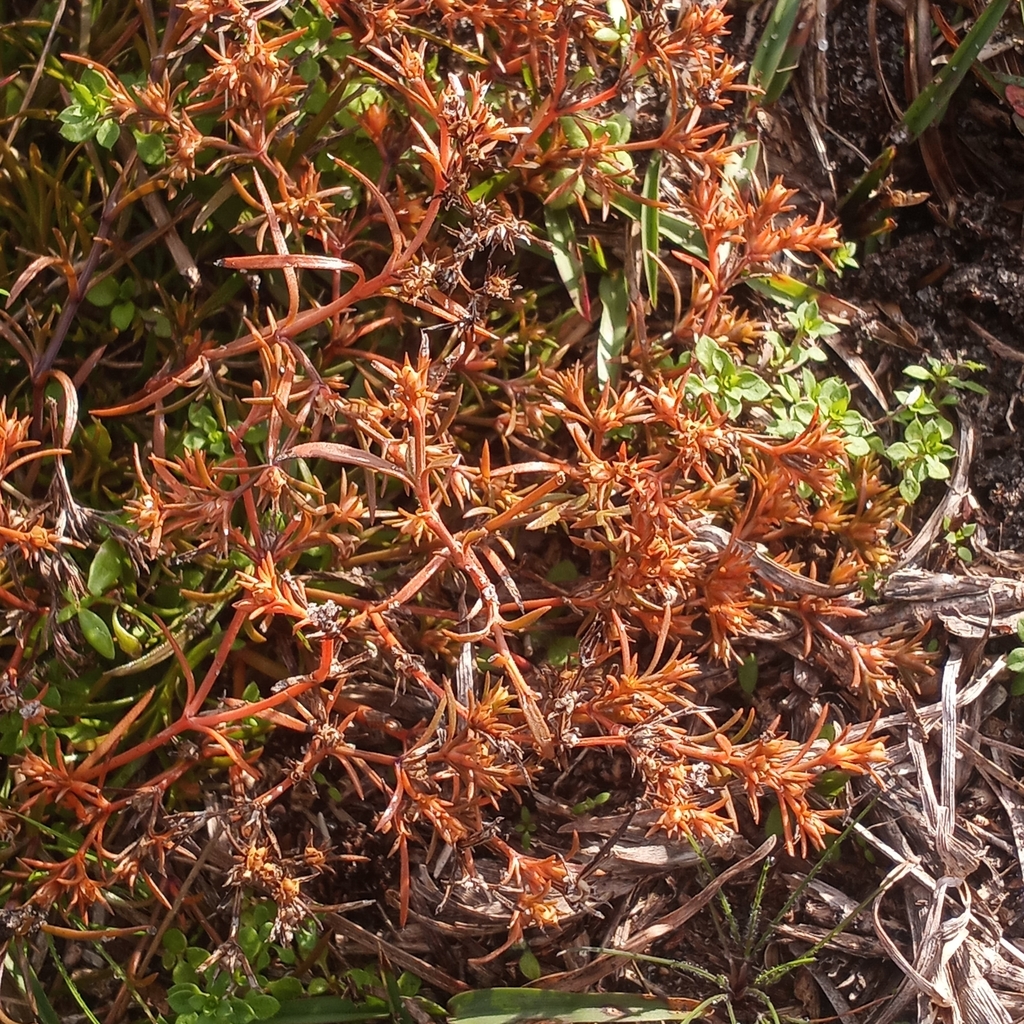 Rust Weed from Gainesville, FL 32641, USA on January 18, 2024 at 09:44 ...