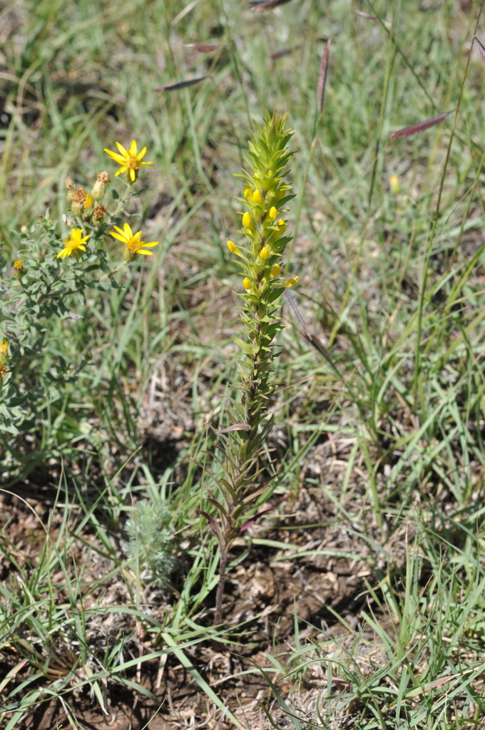 yellow owl's-clover from Douglas County, CO, USA on August 2, 2014 at ...