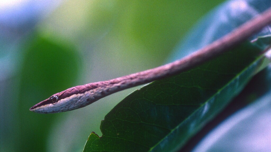 Rutherford's Vine Snake from Adel's Rainforest retreat, Akawini River ...