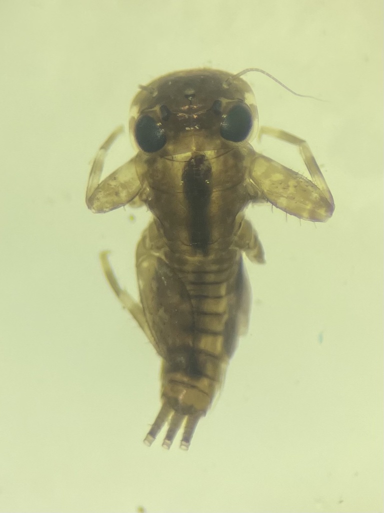 Maccaffertium exiguum from Oviedo, FL, US on May 2, 2023 at 05:13 PM by ...