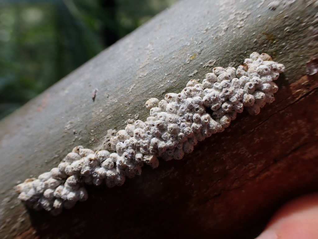 Scale Insects from Yellingbo VIC 3139, Australia on January 14, 2024 at ...