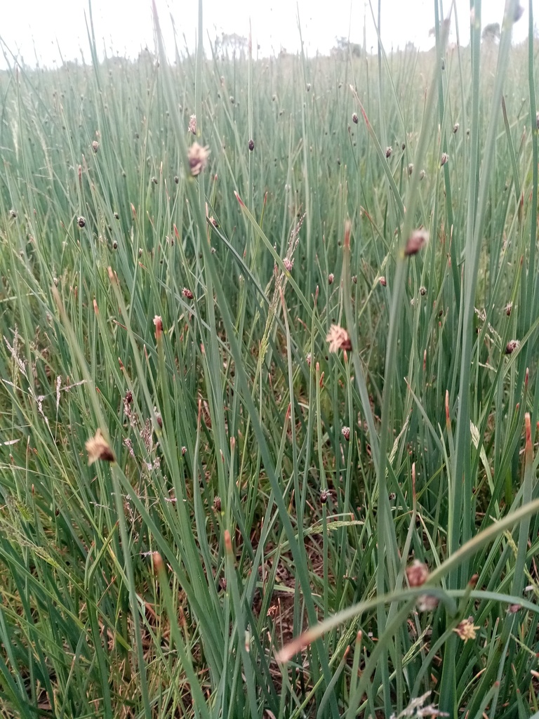 three-square bulrush from Site B 2 on November 21, 2023 at 06:55 PM by ...