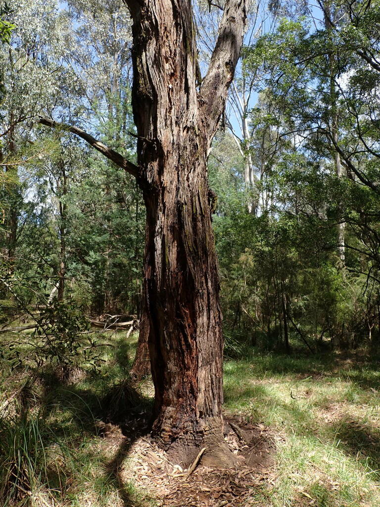 Brown-top Stringybark from Yellingbo VIC 3139, Australia on January 14 ...