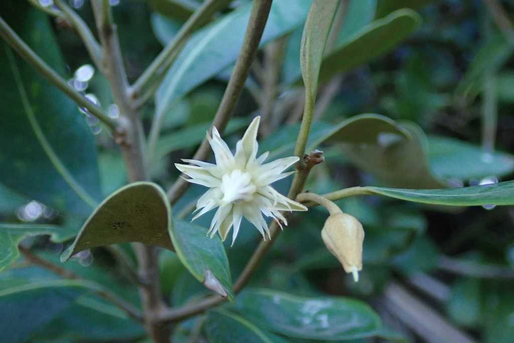 Coastal red milkwood from Zona Braza, Zavala, Mozambique on March 23 ...