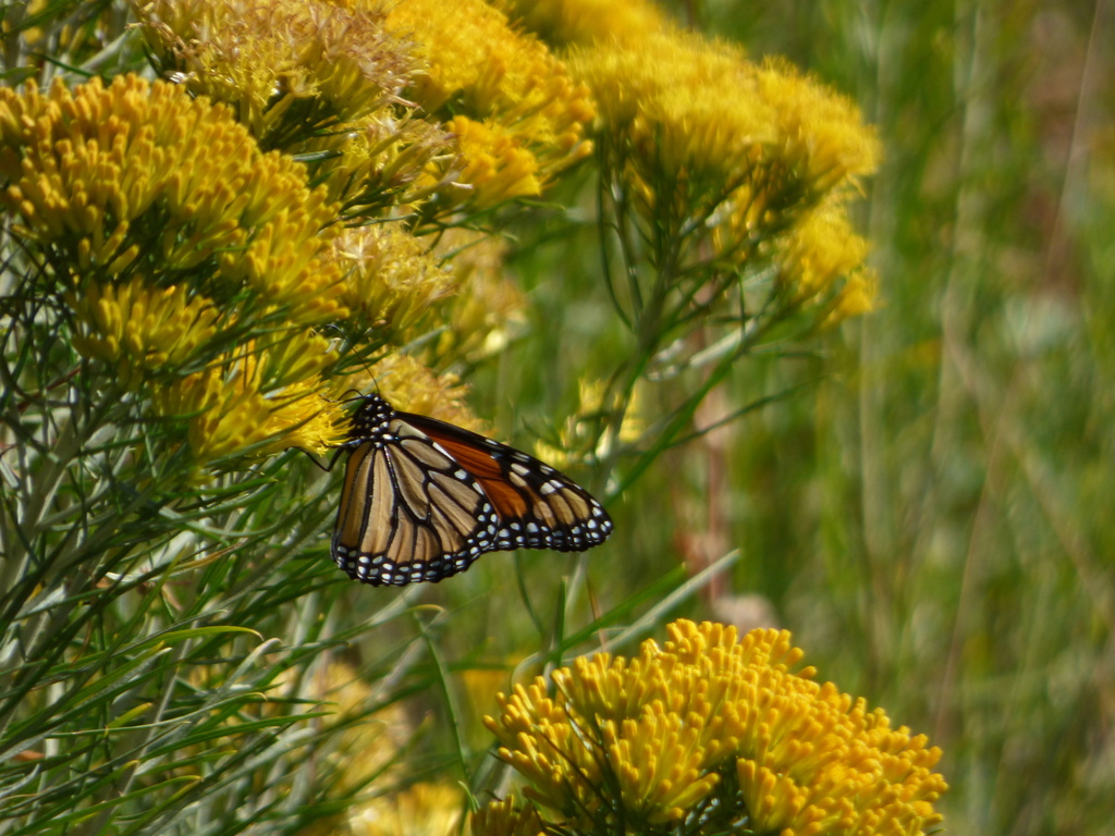 Monarch from Cheyenne, WY, USA on September 13, 2023 at 10:03 AM by ...