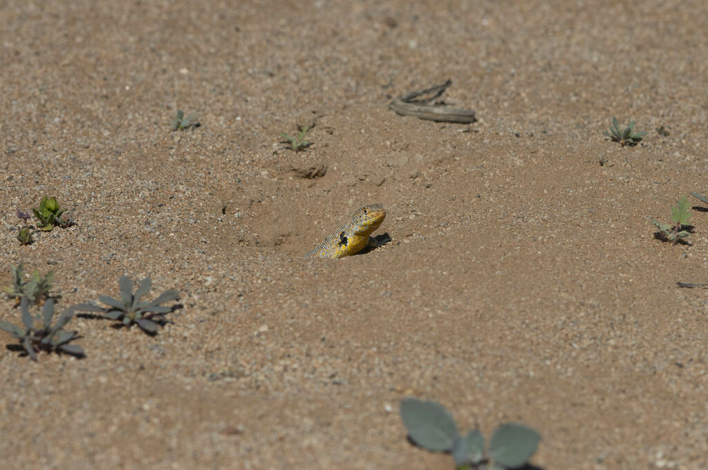 Black-spotted Smooth-throated Lizard from Copiapo, Atacama, Chile on ...