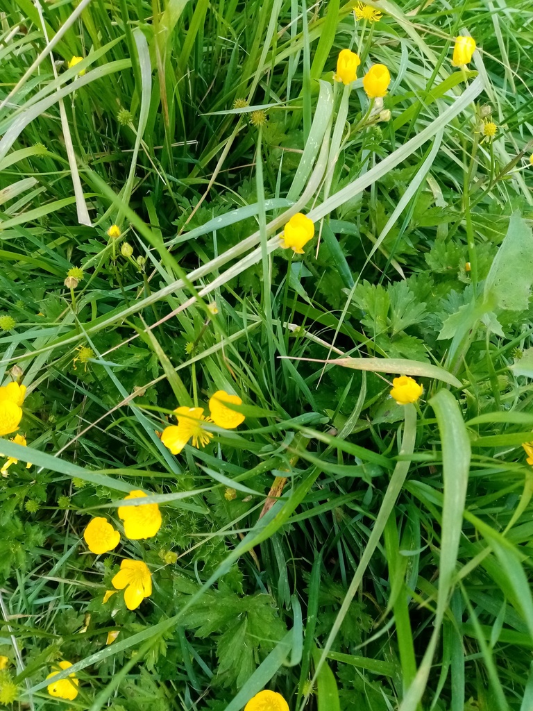 Creeping buttercup from Site C 1 on November 21, 2023 at 07:08 PM by ...
