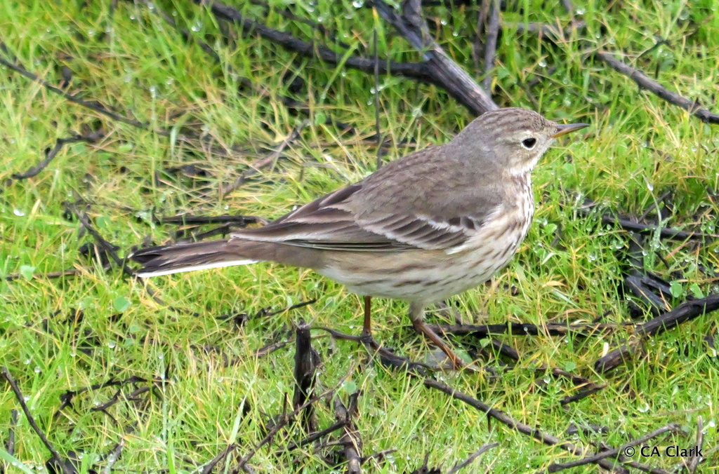 American Pipit from Merced National Wildlife Refuge, California, USA on ...