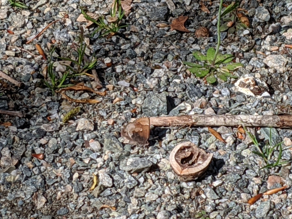 Henry's Elfin from Doswell, VA, USA on April 3, 2020 at 03:44 PM by Rea ...