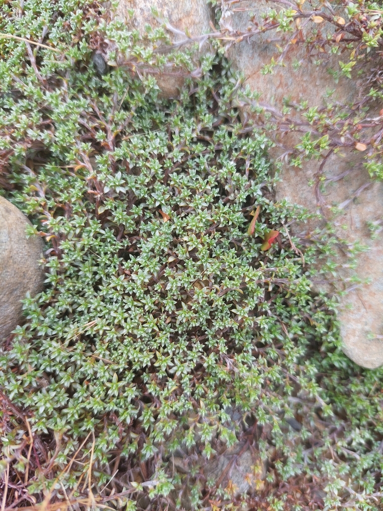 mat daisy from Kyeburn Diggings 9396, New Zealand on January 19, 2024 ...