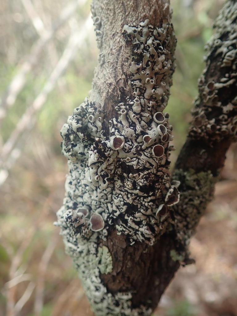 Menegazzia dielsii from Southland District, Southland, New Zealand on ...
