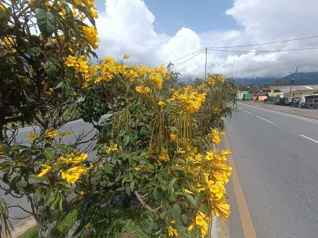yellow trumpet flower from Aloaj on January 16, 2024 by ismael-7003 ...