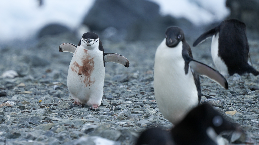 Chinstrap Penguin from Antarctica on January 18, 2024 at 02:47 PM by ...