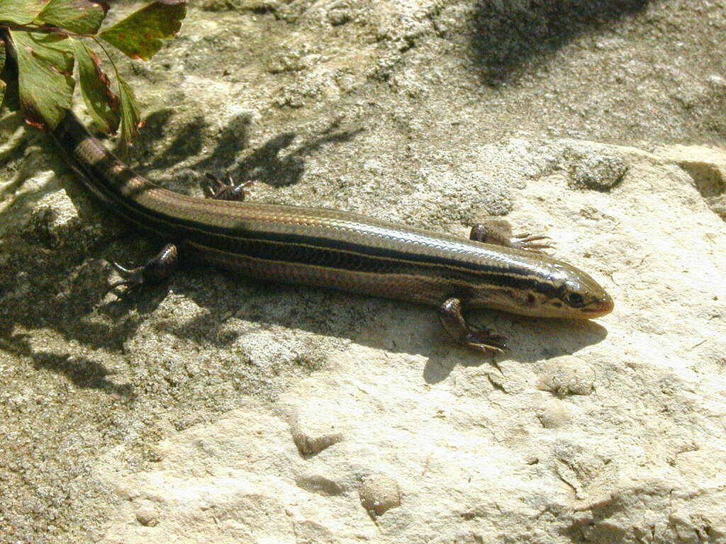Prairie Skink from Chisago County, MN, USA on August 10, 2002 at 03:56 ...