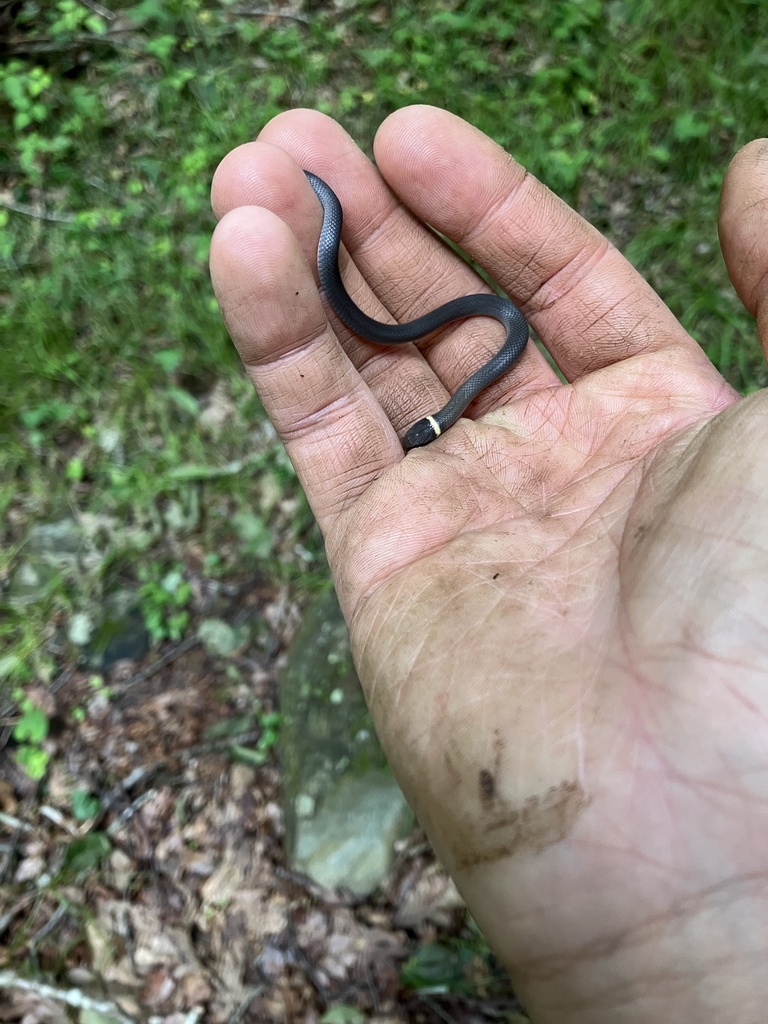 Northern Ringneck Snake from Shenandoah National Park, Syria, VA, US on ...