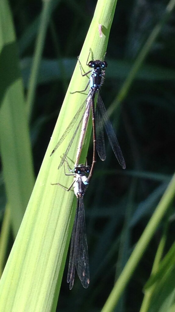 Pacific Forktail from Thurston County, WA, USA on June 14, 2015 at 05: ...