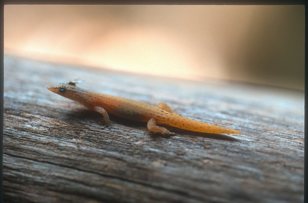 Tobago Least Gecko from Adel's Rainforest retreat, Akawini River ...