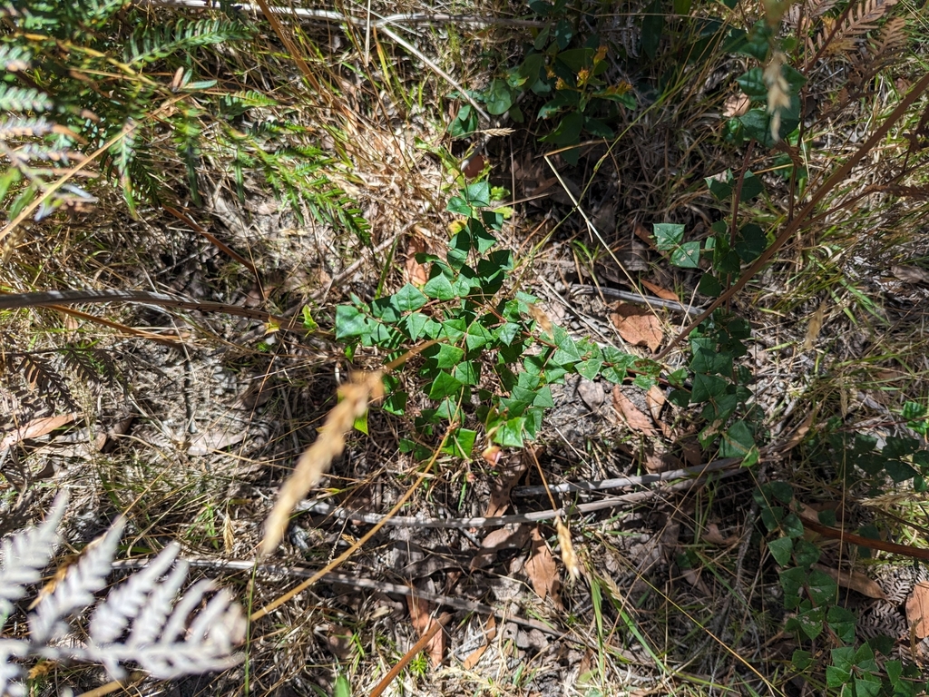 Common Flat-pea from Parawa SA 5203, Australia on January 19, 2024 at ...
