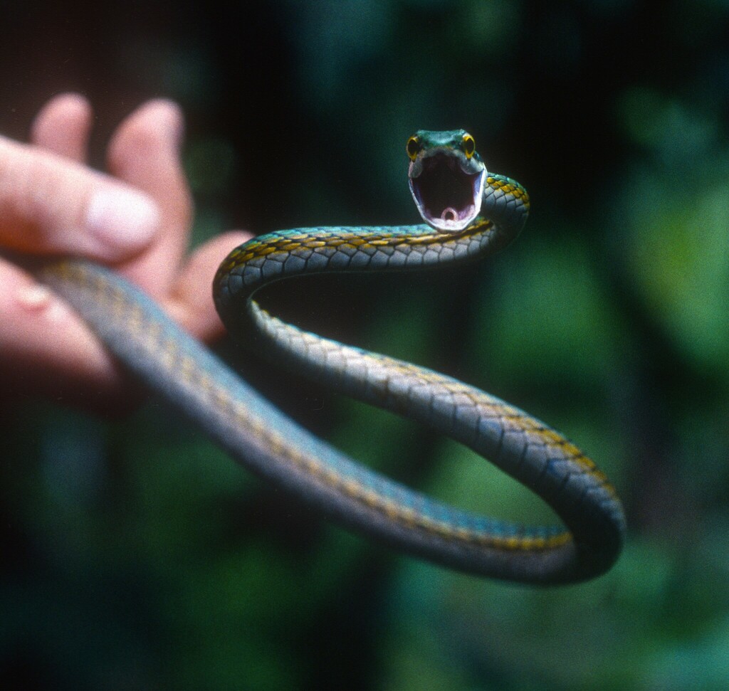 Giant Parrot Snake from Adel's Rainforest retreat, Akawini River ...