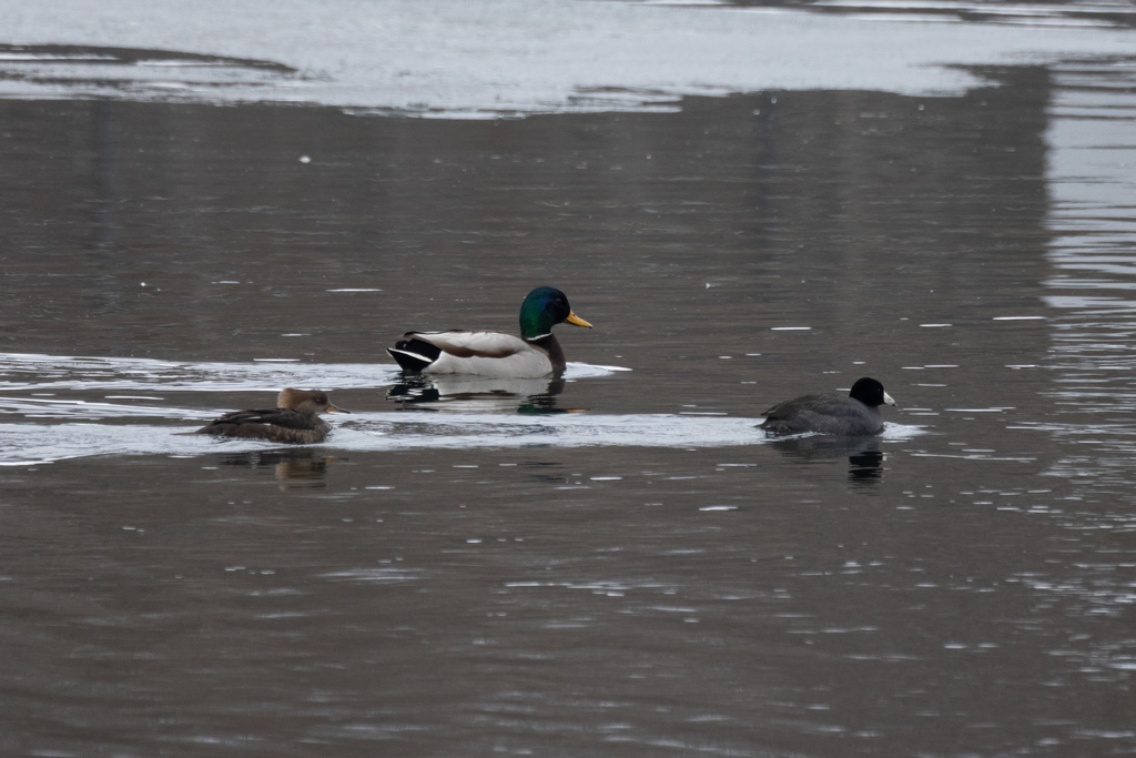 Mallard from Frederick, MD, USA on January 18, 2024 at 01:51 PM by Andy ...