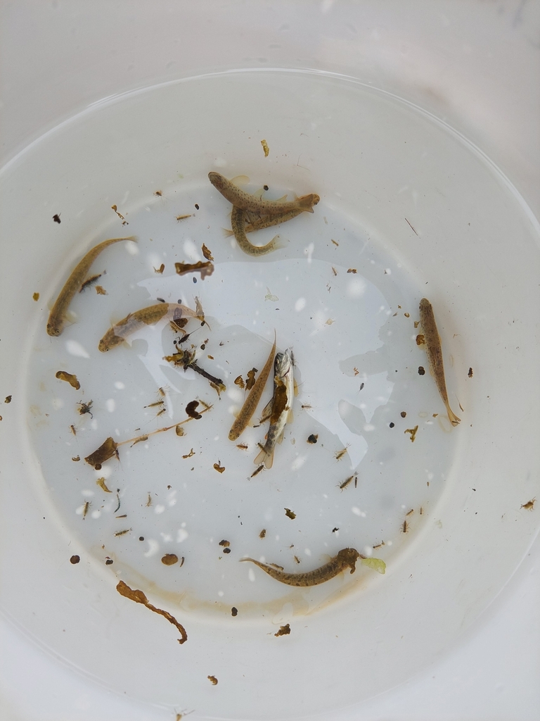 Brown Trout from Kyeburn Diggings 9396, New Zealand on January 19, 2024 ...