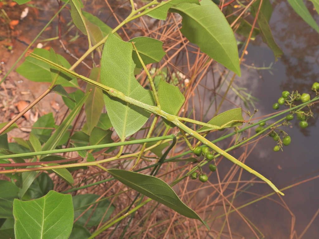 tessellated stick insect from Talegalla Weir QLD 4650, Australia on ...