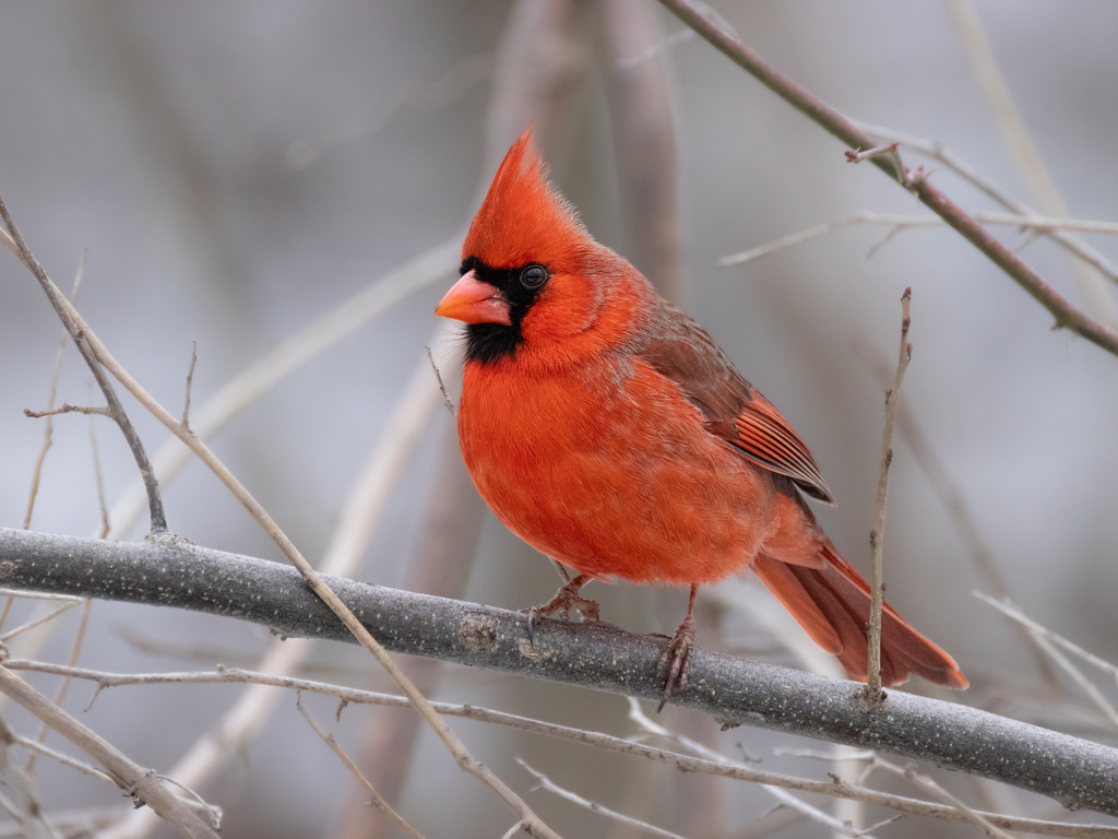 Northern Cardinal from Brunswick, MD, USA on January 18, 2024 at 10:45 ...