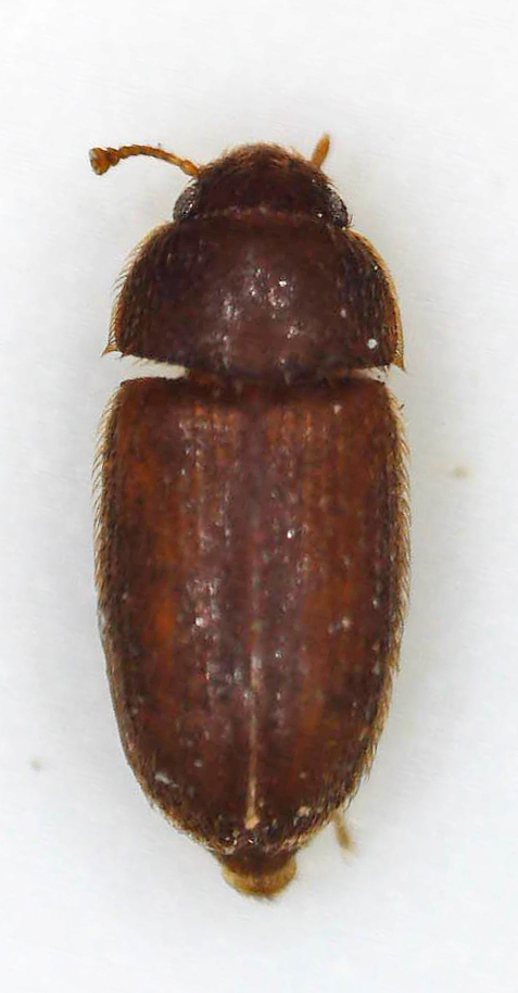 Beetles from Serowe Botswana on January 14, 2024 by Botswanabugs ...