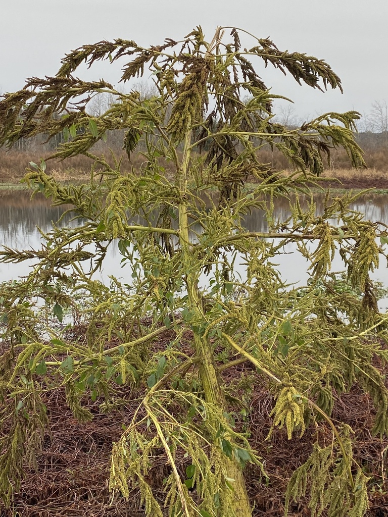 Southern Amaranth (Amaranthus australis) - Botanical Realm