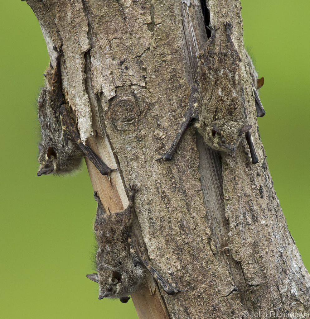 Proboscis Bat from Río Napo, HP6C+J8M, El Retiro, Ecuador on February ...