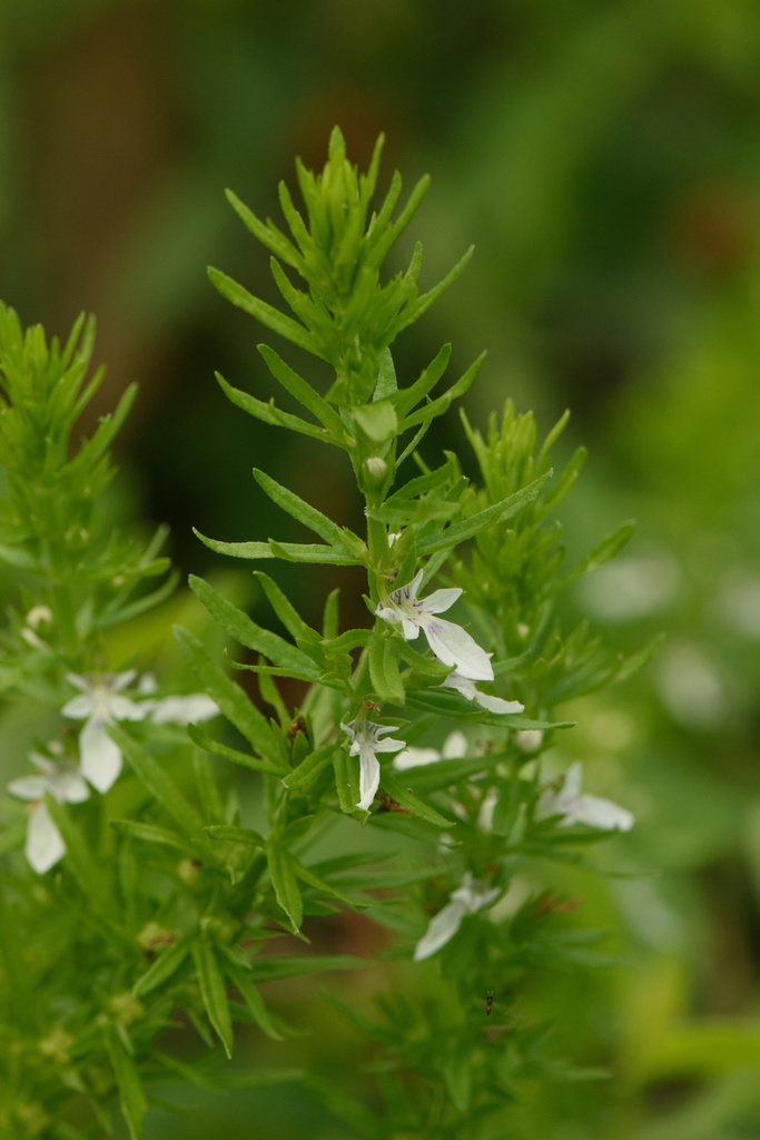 coastal germander in May 2023 by Aidan Campos. Teucrium cubense Jacquin ...