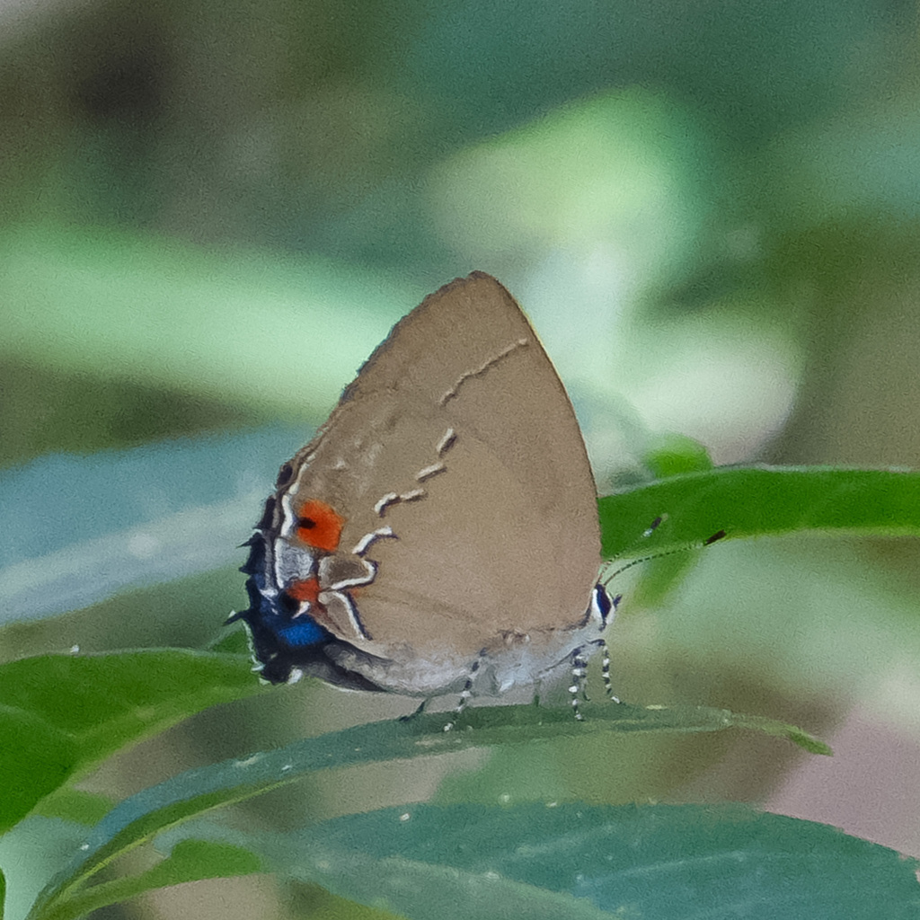 Theclopsis gargara from Parque estadual morro do diabo - Unnamed Road ...