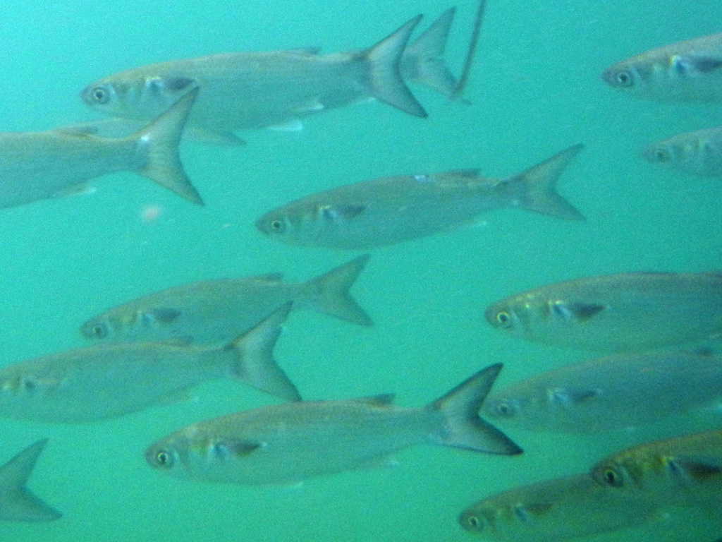 Sea Mullet from Tweed Heads Beach, NSW, Australia on January 21, 2013 ...