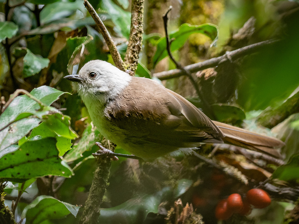 Whitehead (Threatened Species recorded in Waipa District, New Zealand ...