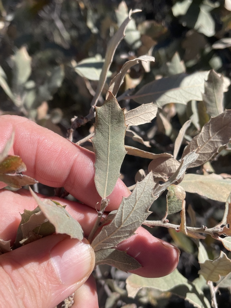 Mohr Oak from US-385, Fort Stockton, TX, US on January 18, 2024 at 01: ...