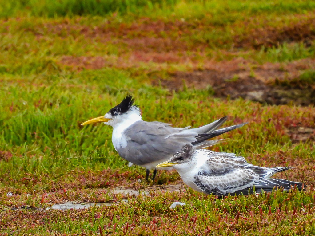 Great Crested Tern from Ricketts Point Marine Sanctuary, Port Phillip ...