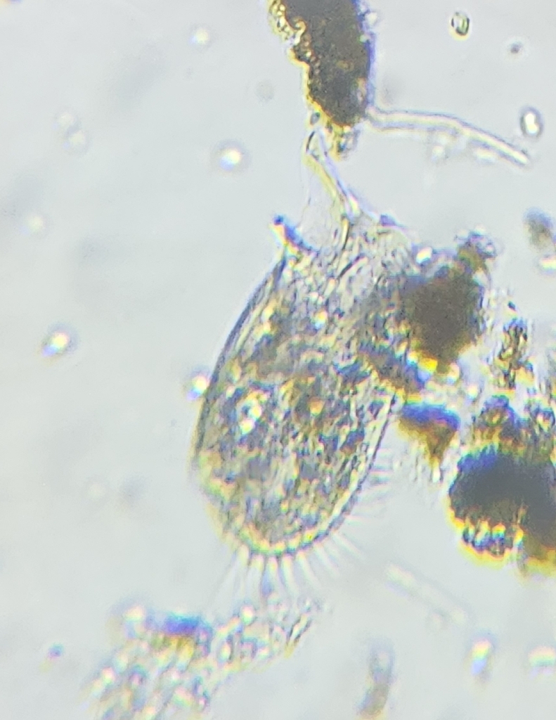 Spirotrichea from Framingham, MA 01702, USA on January 18, 2024 at 10: ...