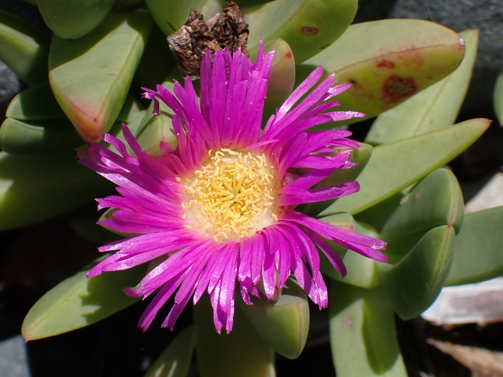 Angular Sea-fig from Bare Bluff, New South Wales, Australia on January ...