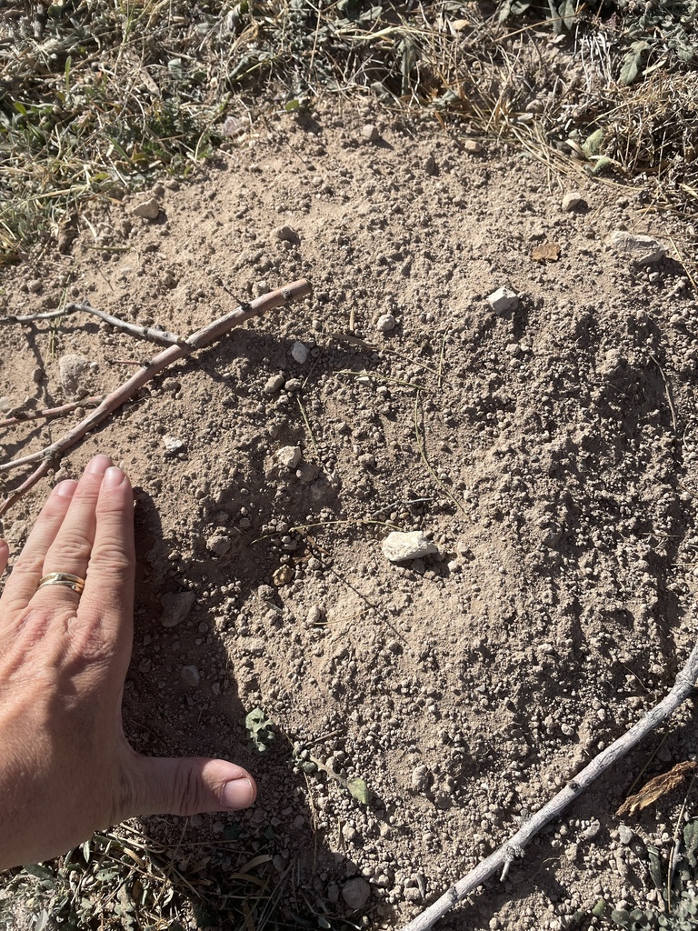 Pocket Gophers from US-67, Crane, TX, US on January 18, 2024 at 03:44 ...