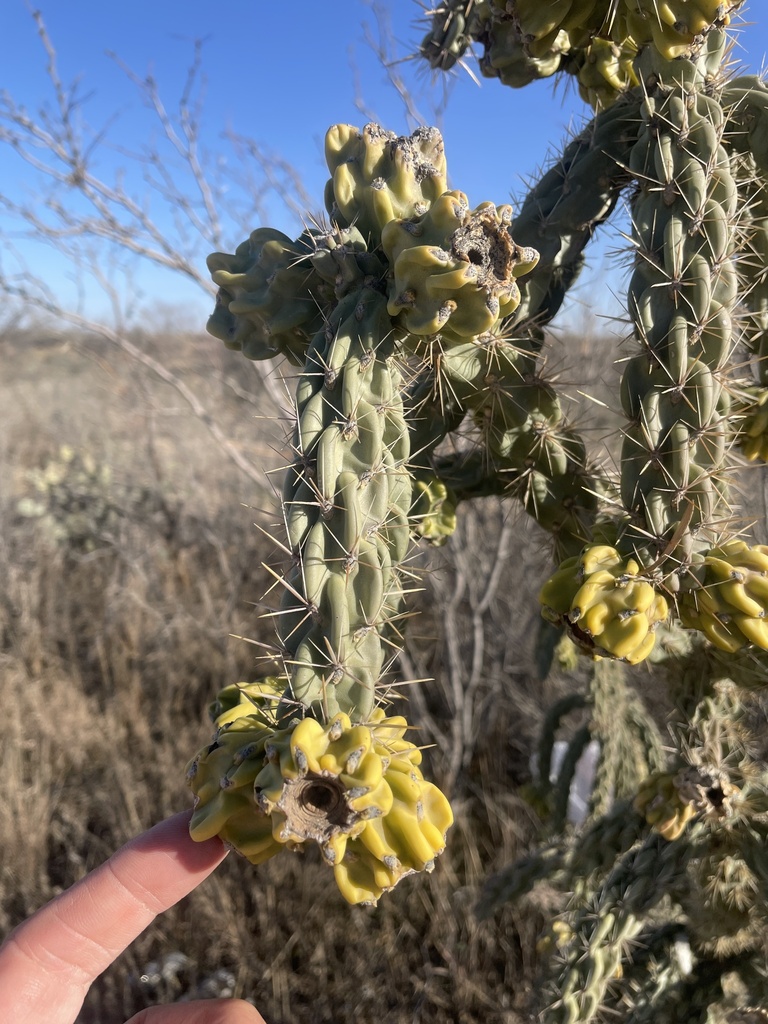 tree cholla from US-67, Rankin, TX, US on January 18, 2024 at 04:12 PM ...