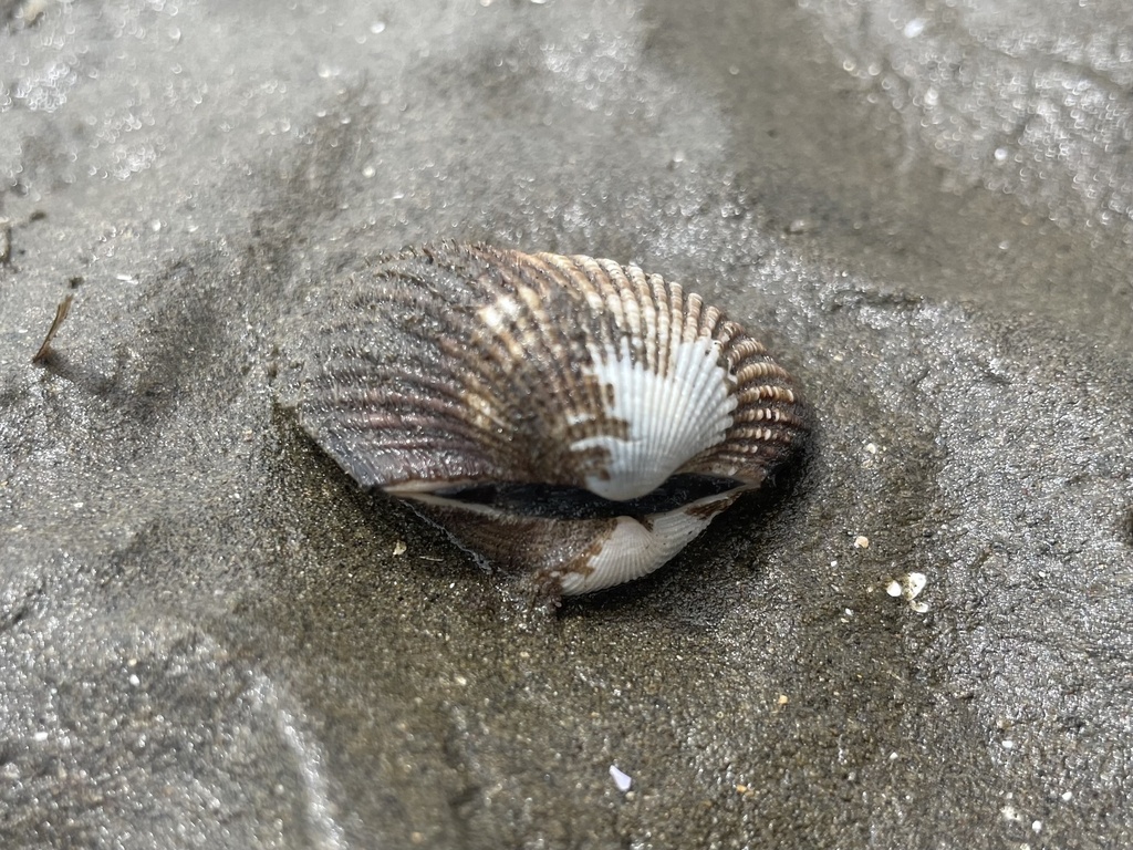 Sydney Cockle from Moreton Bay, Nudgee Beach, QLD, AU on January 18 ...