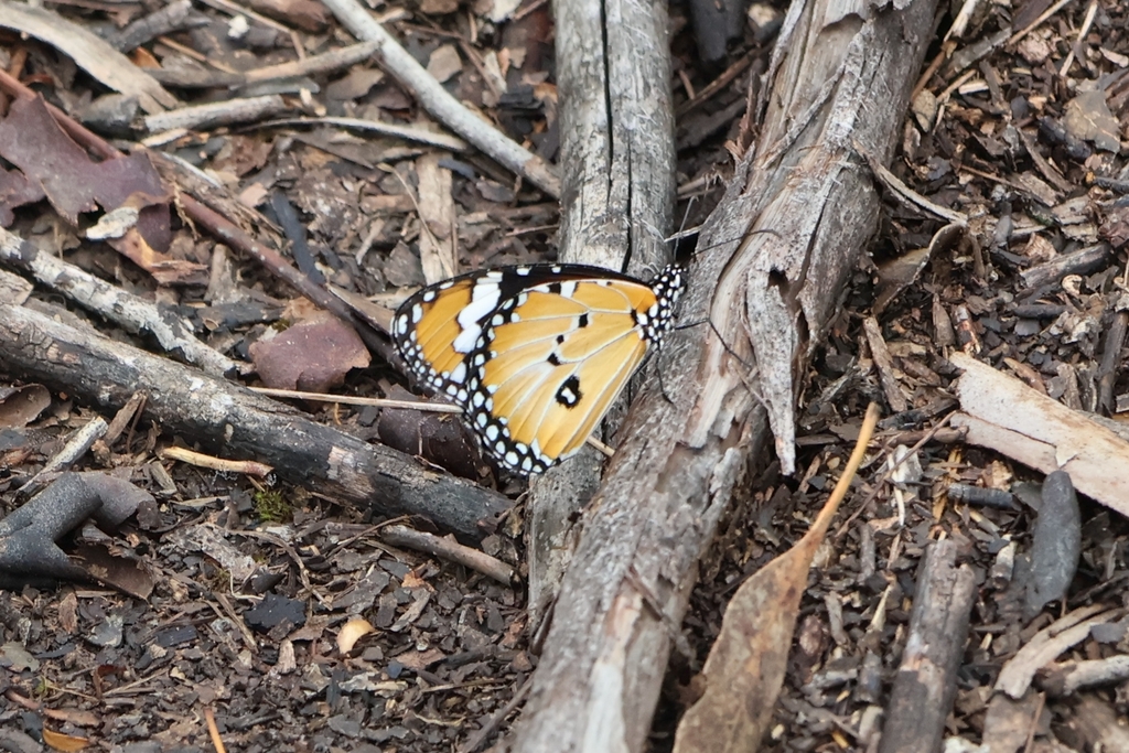 Lesser Wanderer from Morgan Park QLD 4370, Australia on January 19 ...