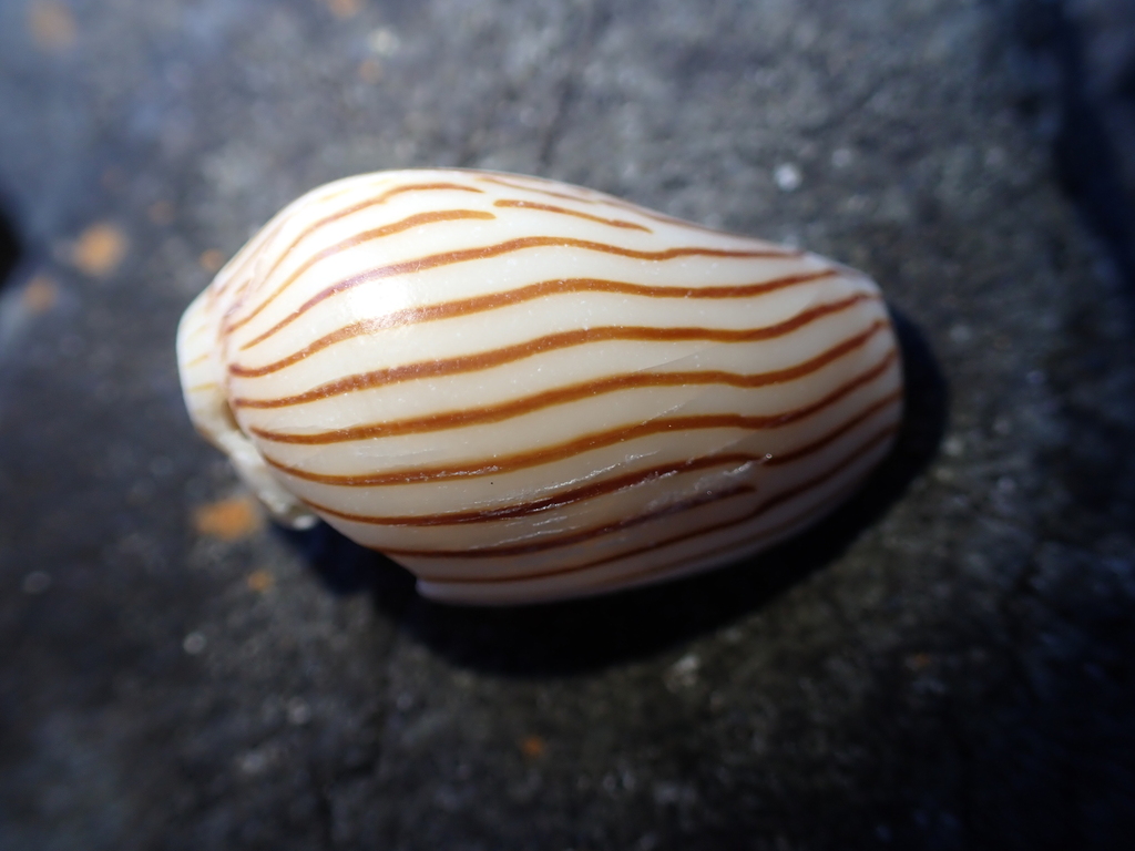 Zebra Volute from Bare Bluff, New South Wales, Australia on January 19 ...