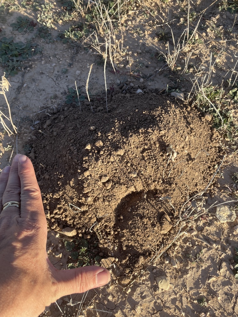 Pocket Gophers from SH-163, Mertzon, TX, US on January 18, 2024 at 05: ...