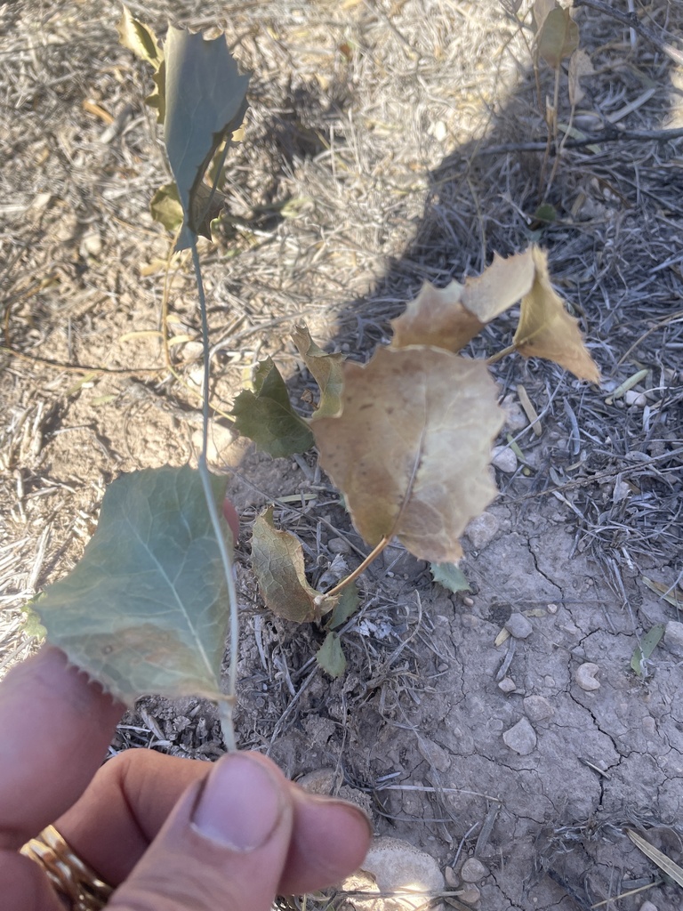 dwarf desert peony from US-385, Fort Stockton, TX, US on January 18 ...