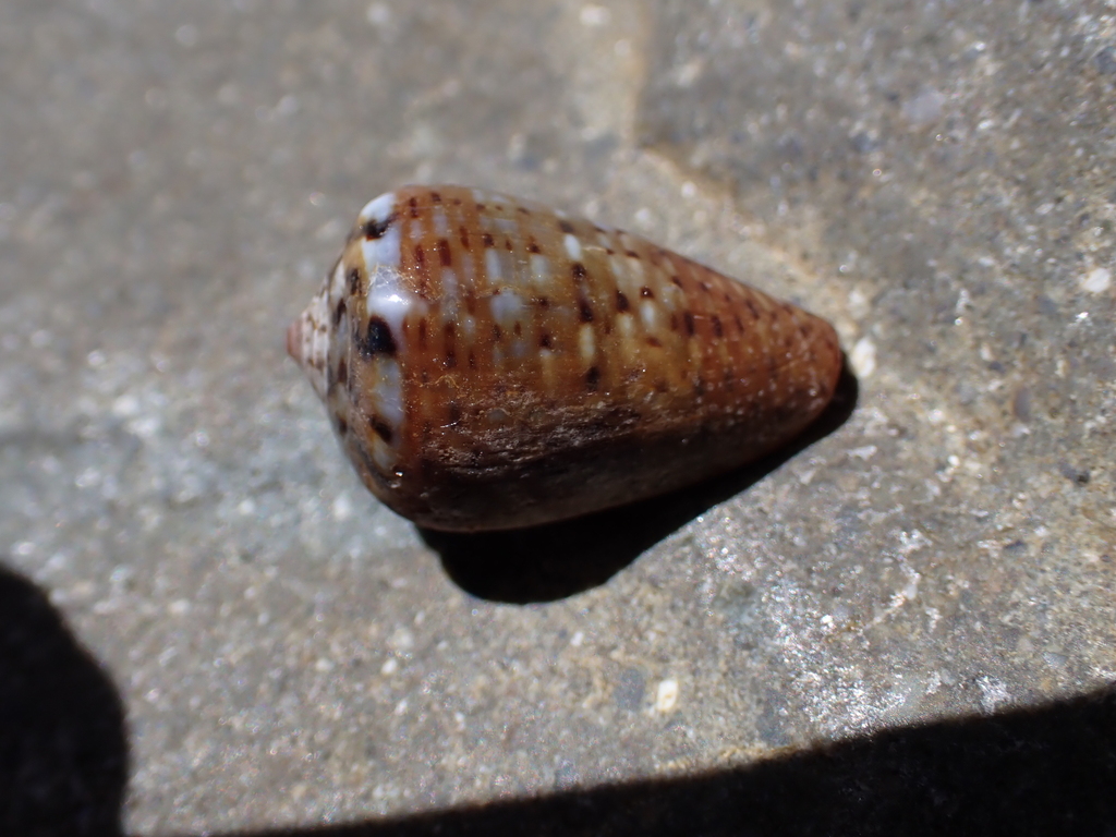 Black-end Cone from Bare Bluff, New South Wales, Australia on January ...