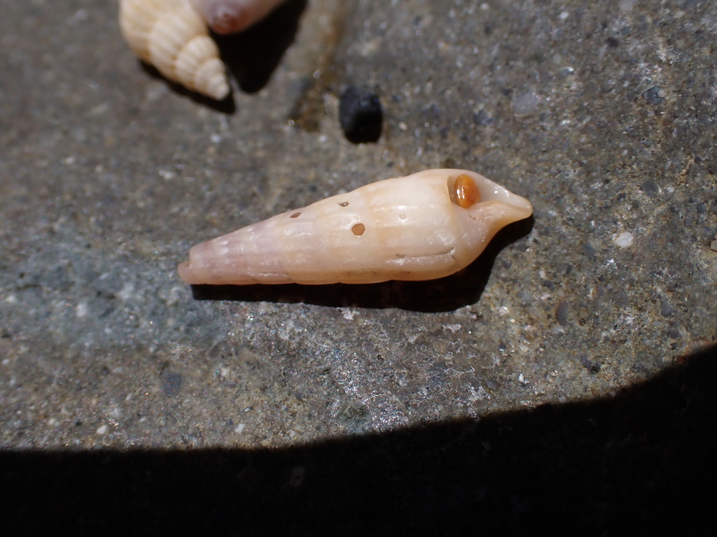 Punctoterebra ballina from Bare Bluff, New South Wales, Australia on January 19, 2024 at 03:09 ...
