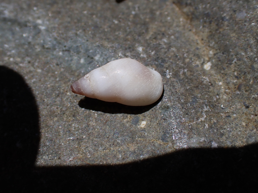 yellow-coated clusterwink from Bare Bluff, New South Wales, Australia ...