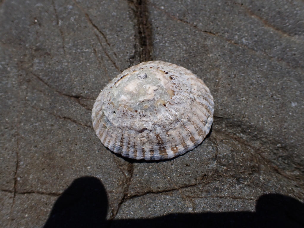 Variegated limpet from Bare Bluff, New South Wales, Australia on ...